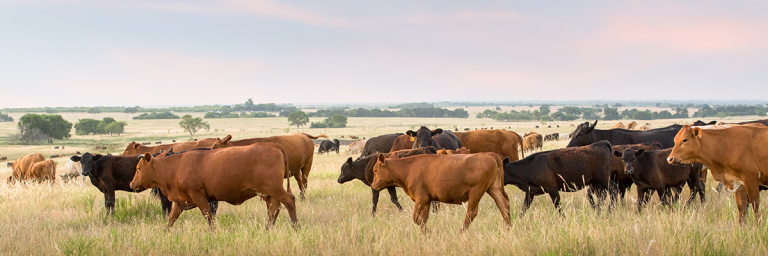 Pasture Rangeland Forage Insurance - Graybeal Group, Inc.